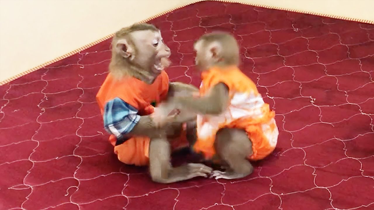 Monkey Jason Greeting Hailey Visit Very Vividly - YouTube