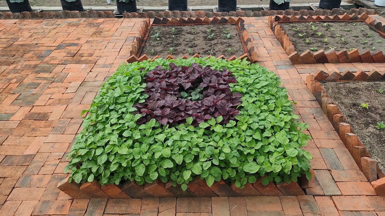 cara mudah menanam 3 jenis bayam dalam satu raised bed || easy way to ...