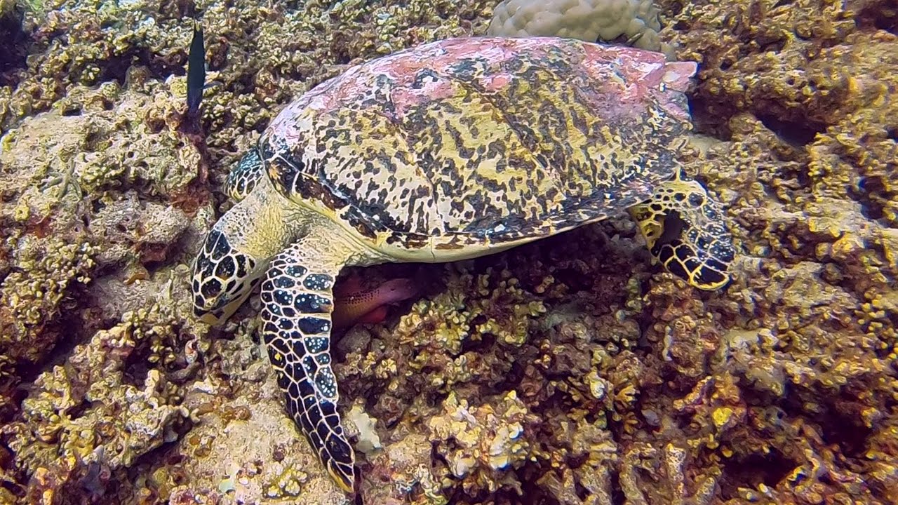 Maldives - Fish Head and Maaya Thila December 18th, 2018 - YouTube