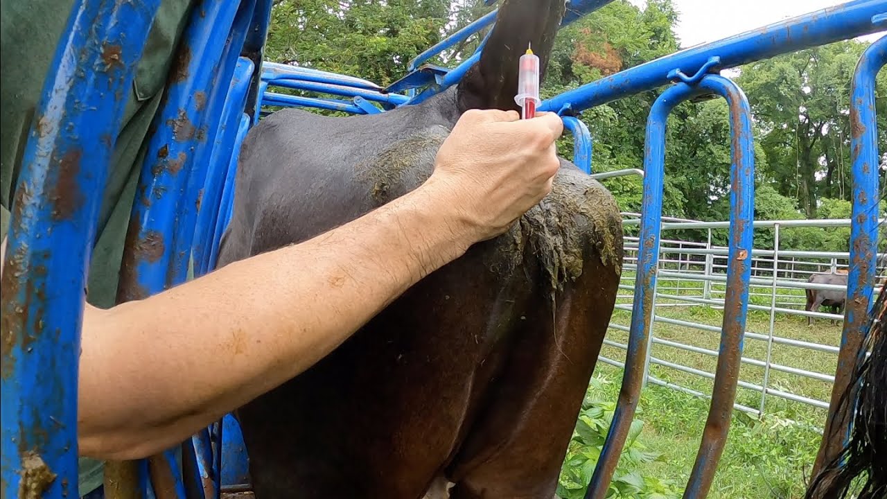 Pregnancy testing the cows - YouTube