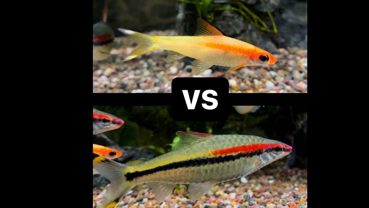 Golden Denison Barbs : What I Really Think Of Them - YouTube