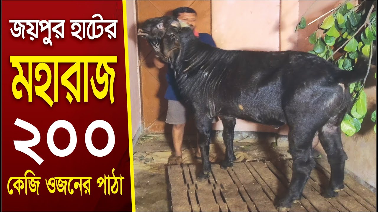 দানব আকৃতির জয়পুর হাটের মহারাজ পাঠা | Patha | Goat | CTG | Aminul ...