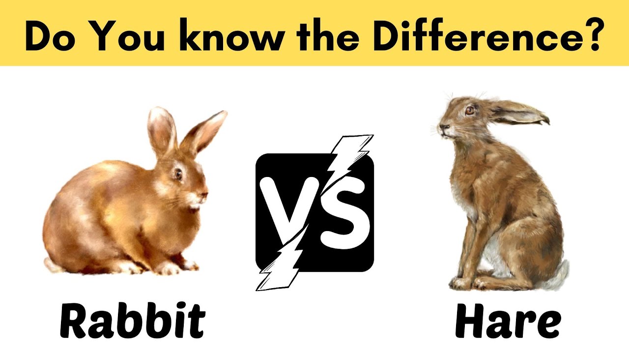 Difference Between a Rabbit and a Hare- 10 Differences Between Rabbits ...
