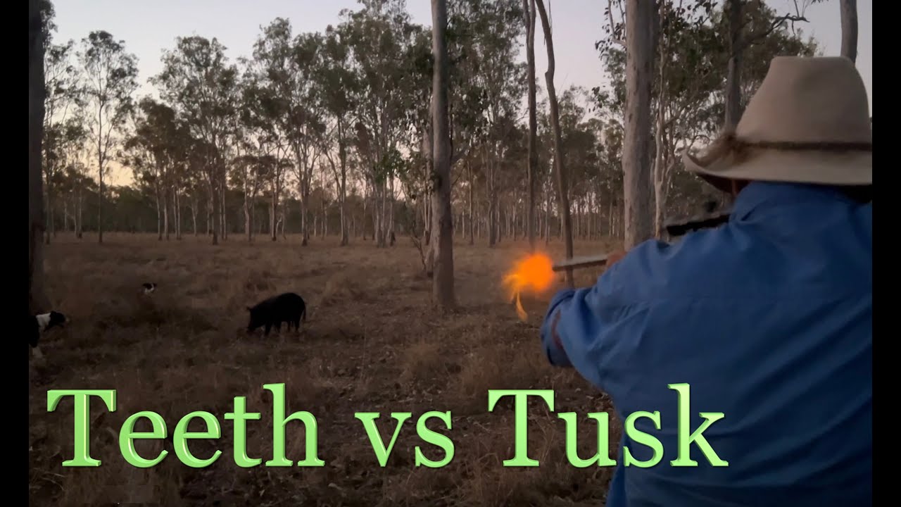 Teeth vs Tusk - YouTube