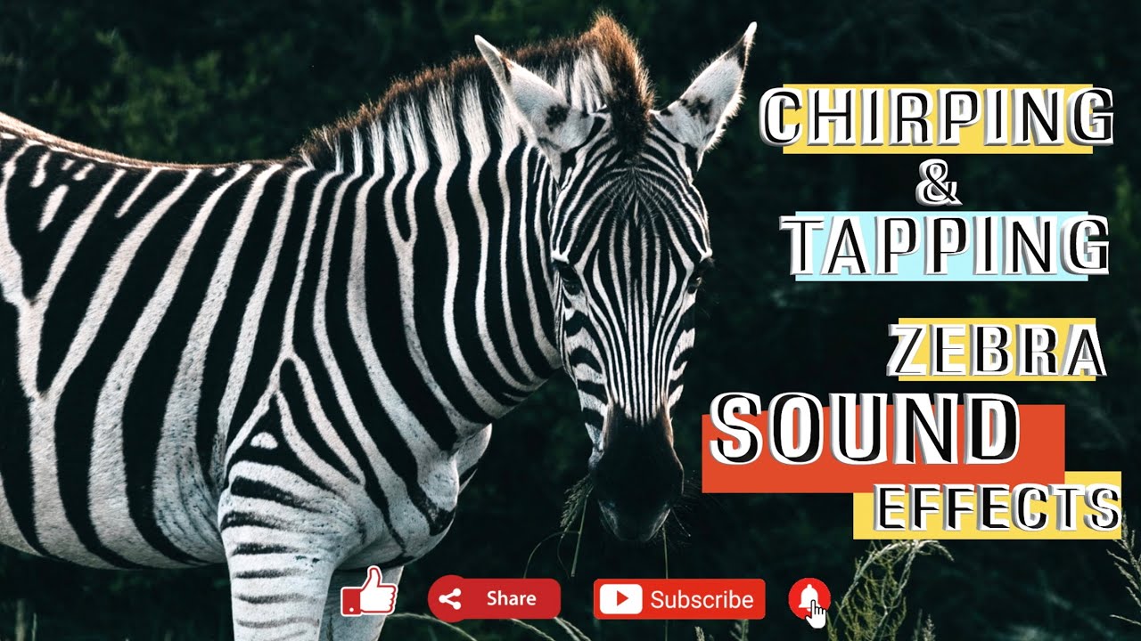 Chirping & tapping zebra sound effects |Zebra sound and noises | zebra ...