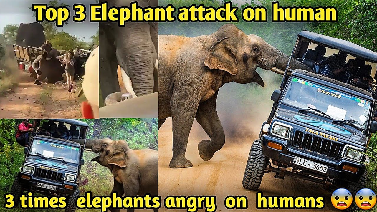 Top 3 Elephant Attacks😱 | Terrible Elephant attacks on humans ...