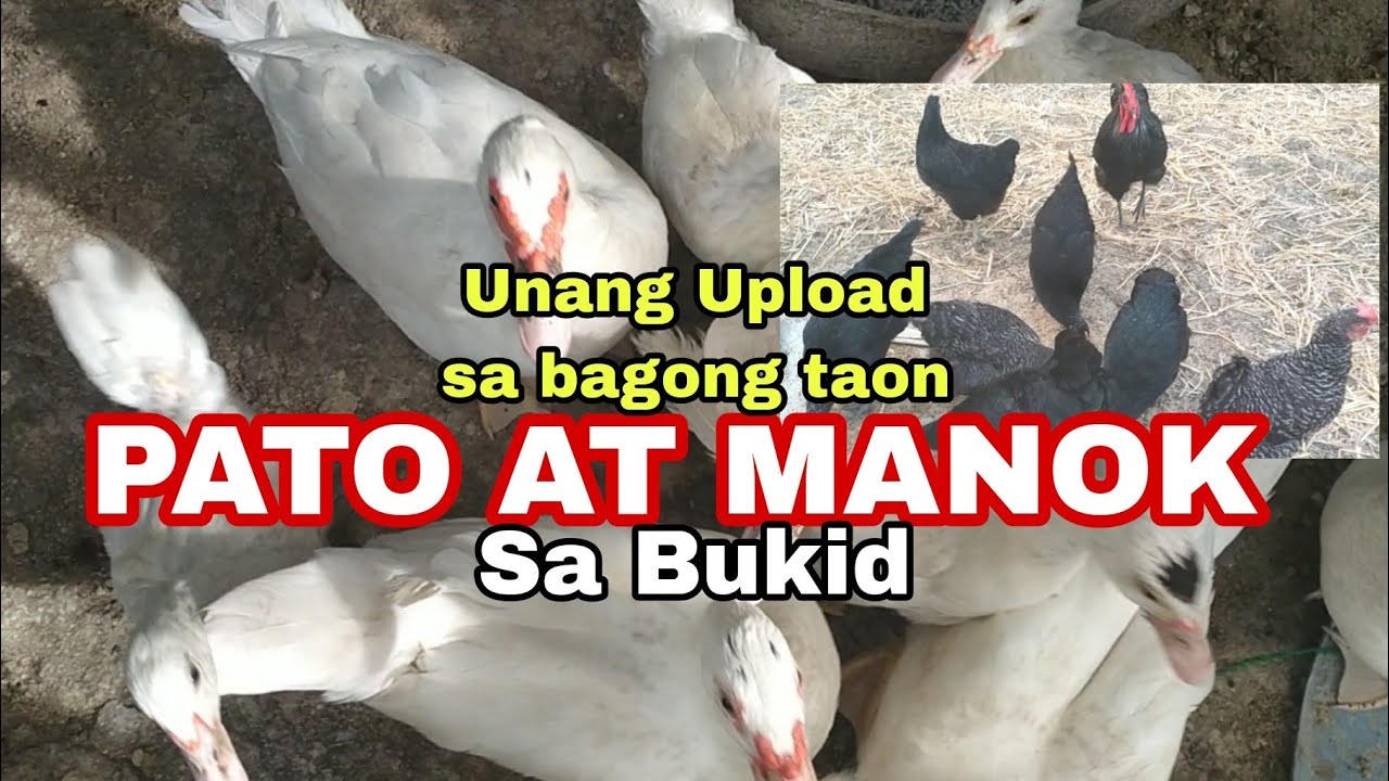 PATOHAN AT MANOKAN SA FARM - YouTube