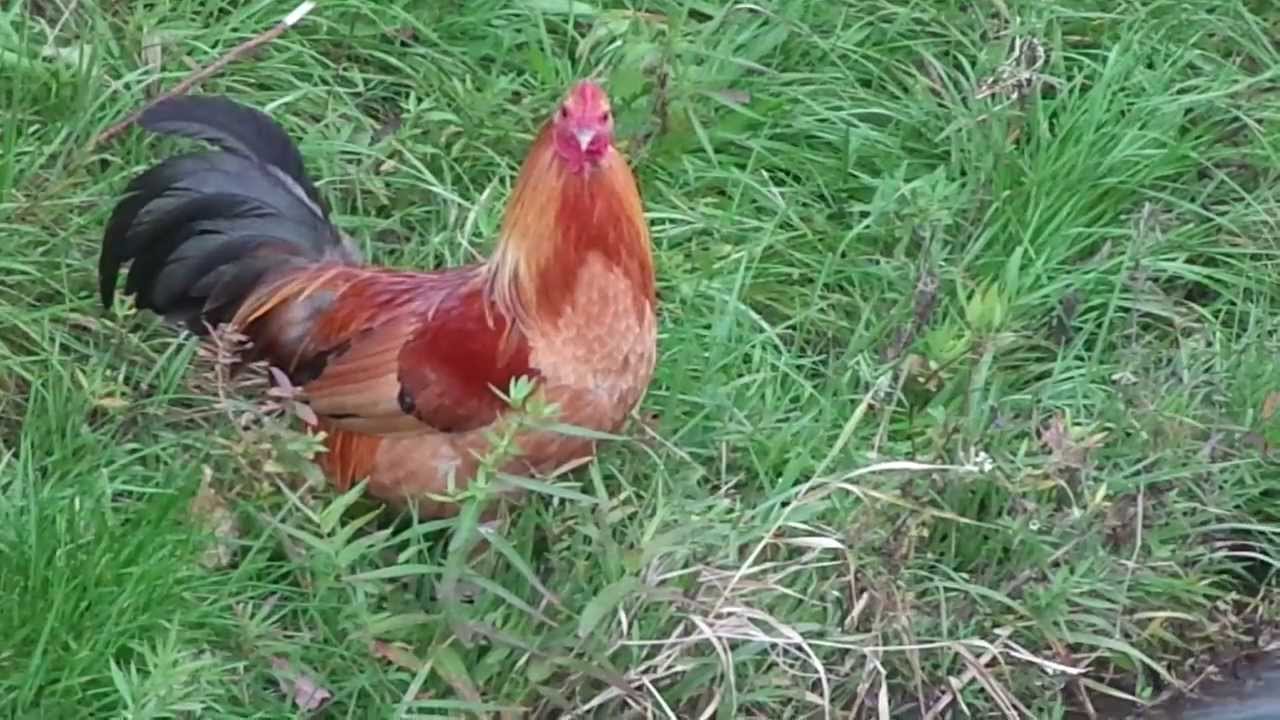 Rooster Flight Humber Trail Toronto WOW Rooster can also fly - YouTube