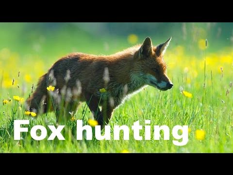 Clever Wild Fox hunting in a meadow - YouTube