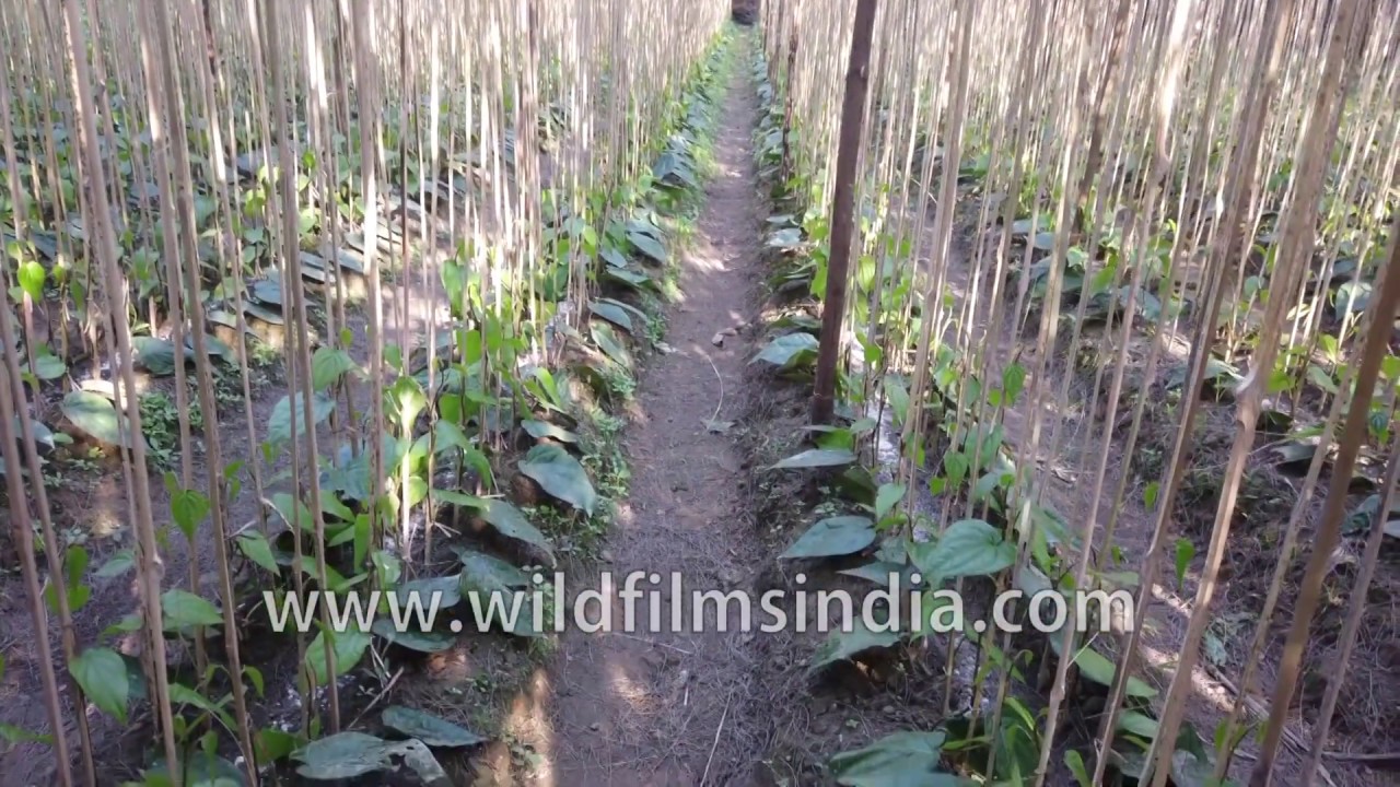 Betel leaf farming in Bangladesh - YouTube