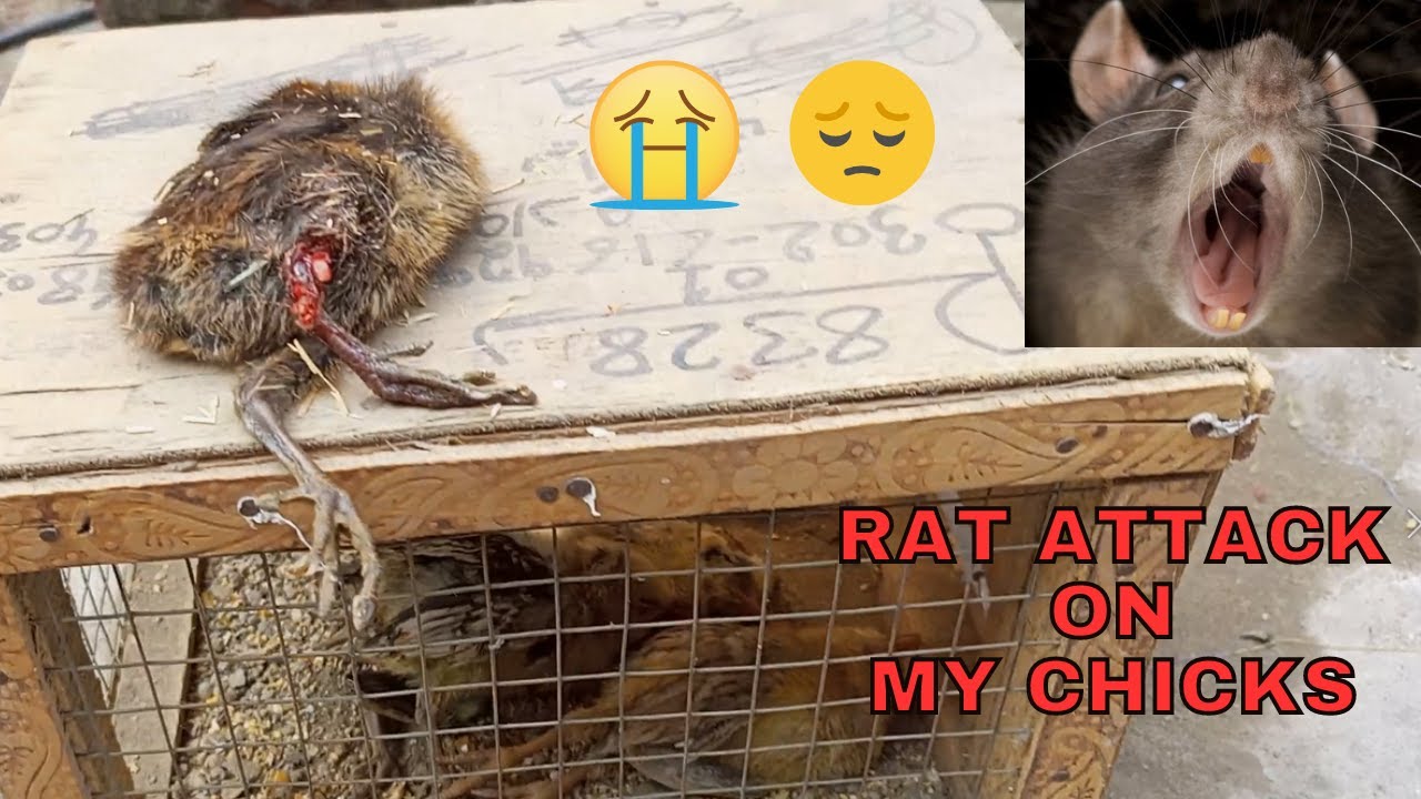 Rat Attack On My Chicks || Mouse Ny Choozay Maar Diay - YouTube