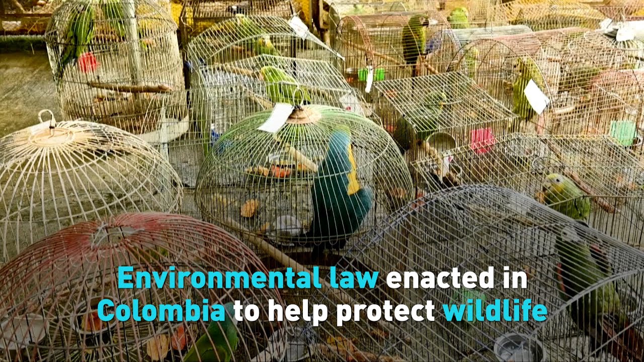 Environmental law enacted in Colombia to help protect wildlife - YouTube
