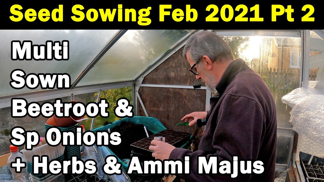 Multi Sown Beetroot | Multi Sown Sp Onions | Parsley & Dill | Ammi ...
