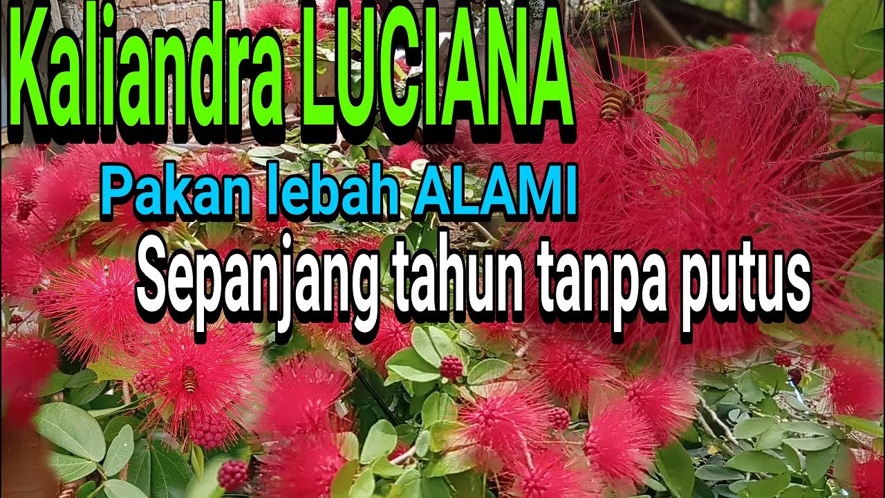 Bunga KALIANDRA LUCIANA berbunga sepanja tahun..recomendasi pakan lebah ...