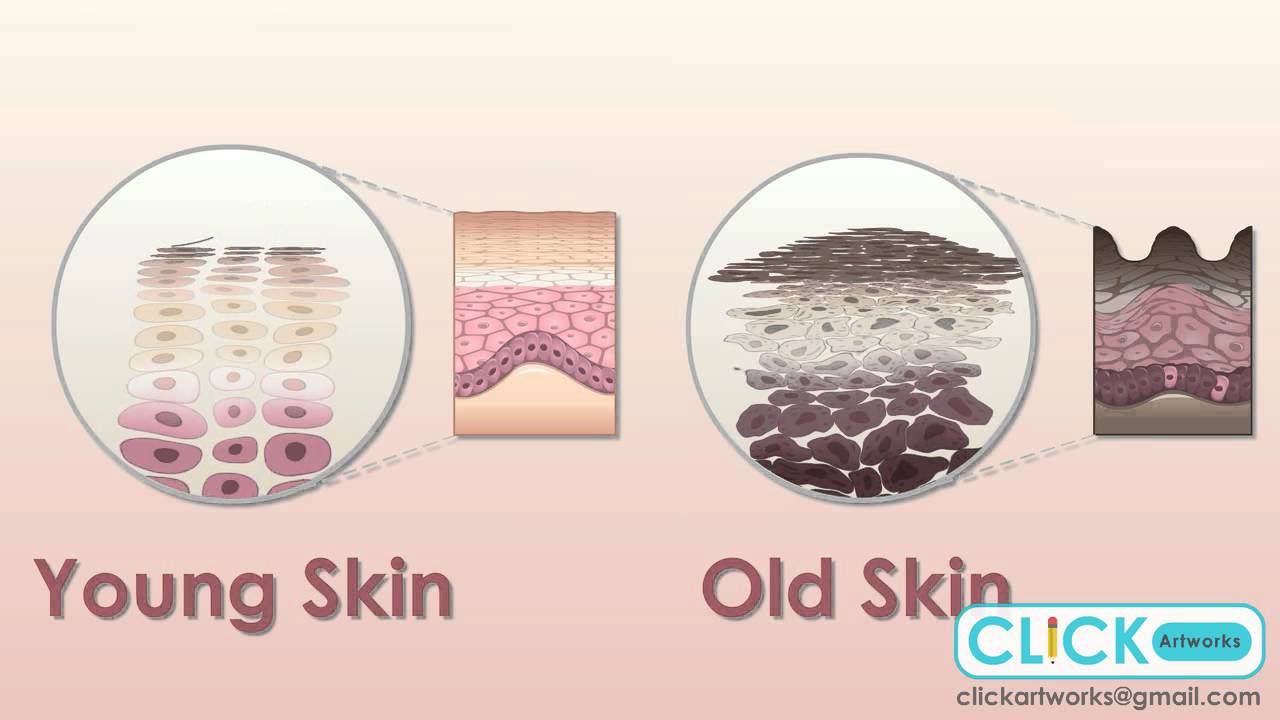 Skin Cells Animated Video - For Website - YouTube