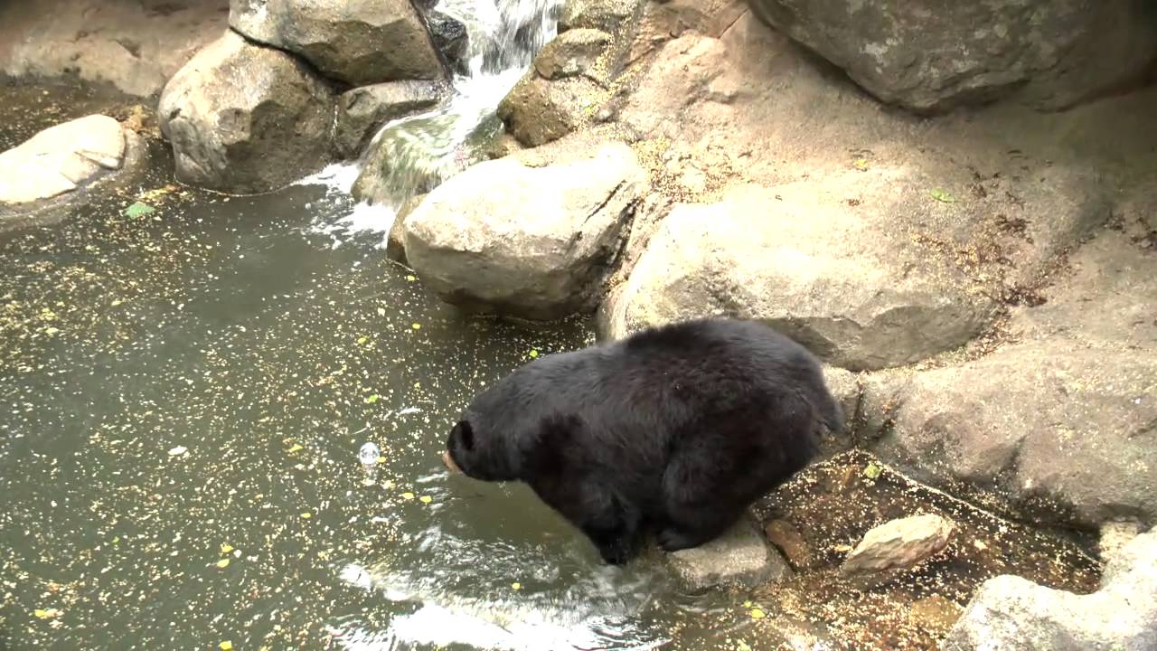 Mammal Curator - YouTube