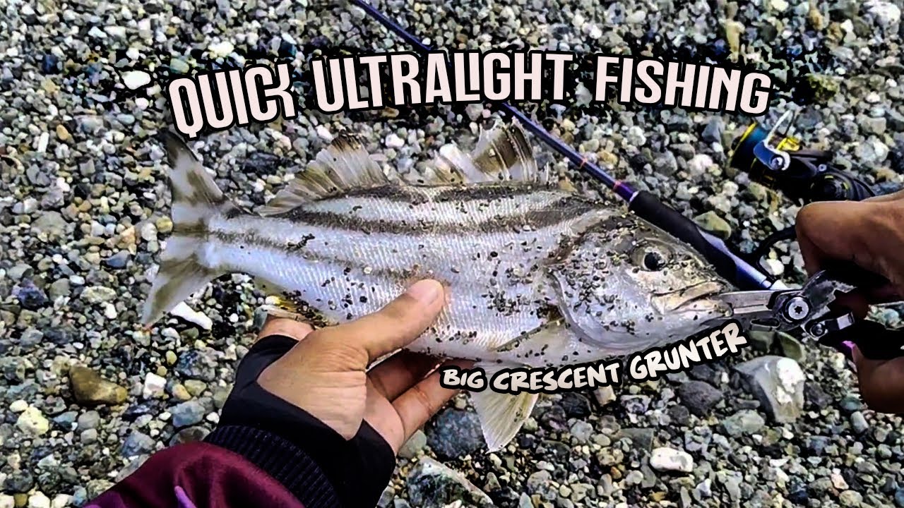 Quick Ultralight Fishing | Good size Crescent Grunter - YouTube