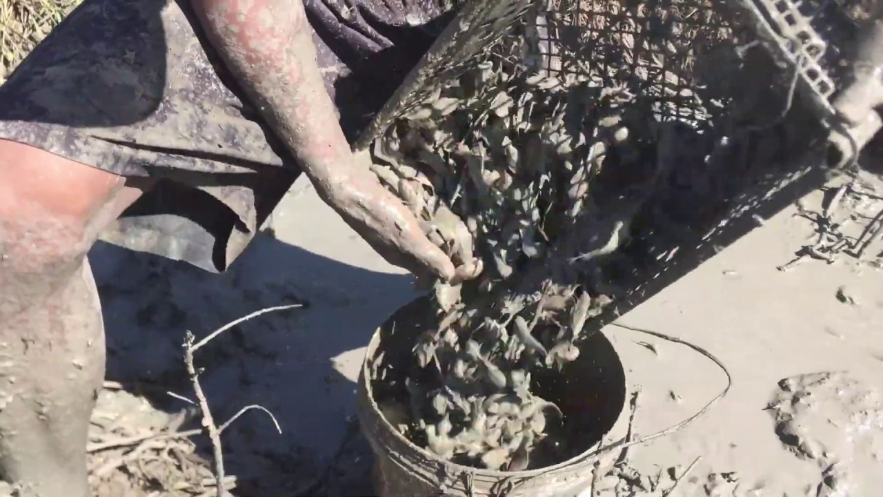 Believe This Fishing? Amazing Man Catching A Lot Of Fish In Mud At The ...