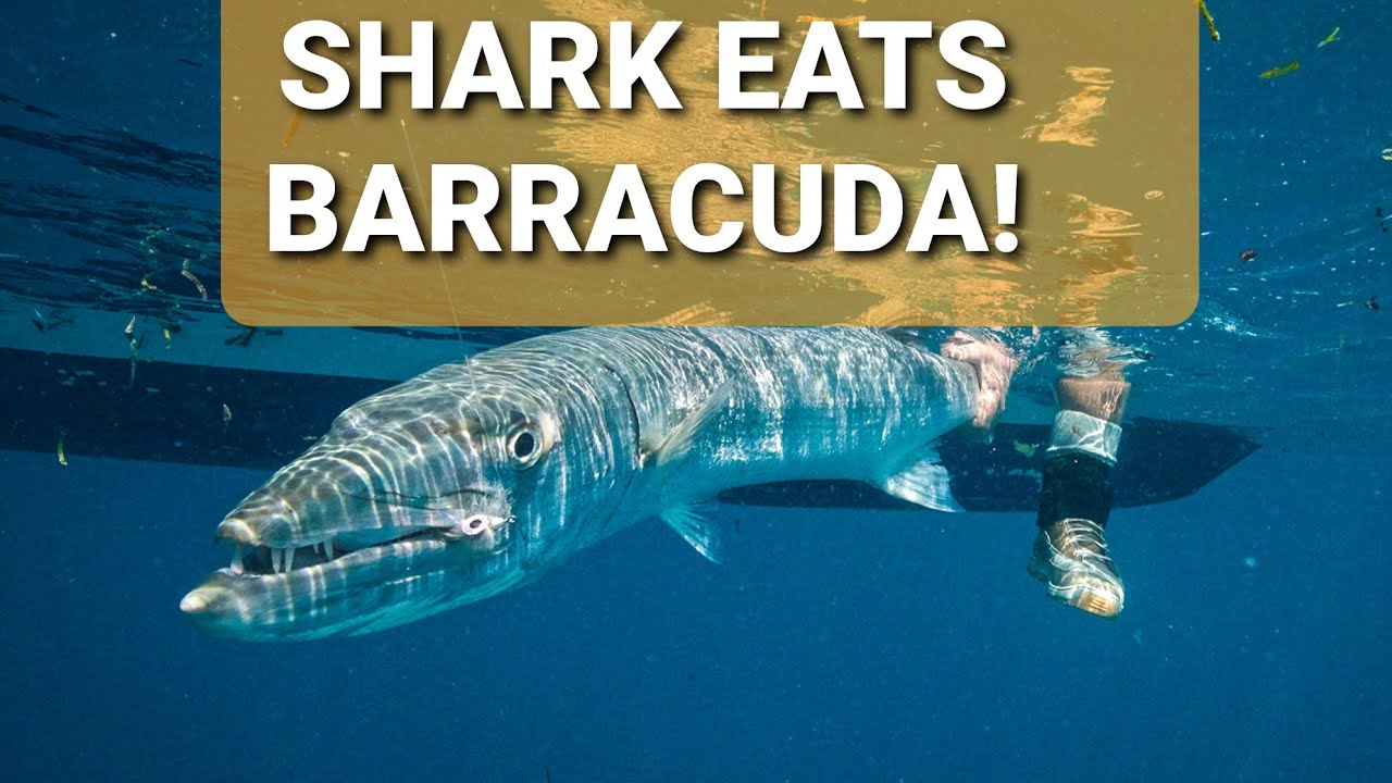 WHOA! Shark eats barracuda! - YouTube