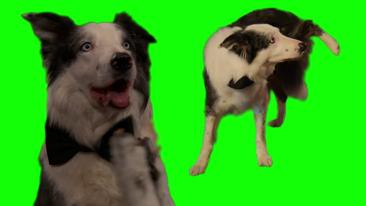 Messi The Dog clapping and pissing at the Oscars green screen - YouTube