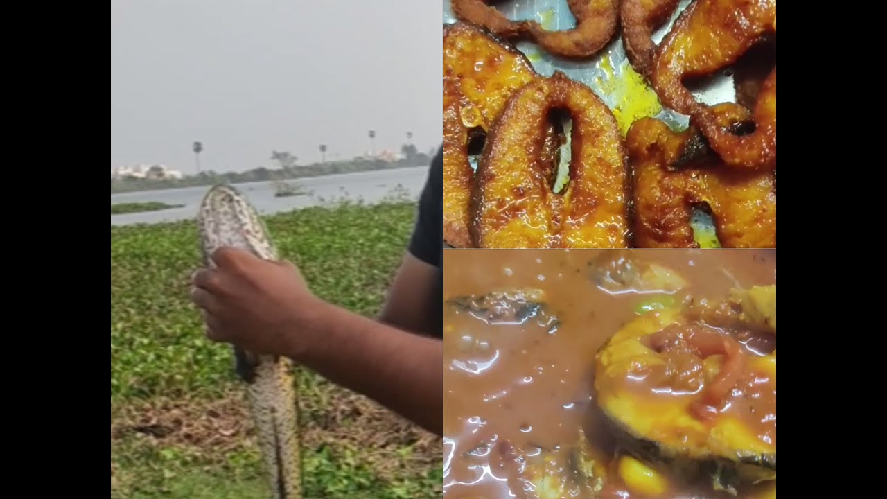 viral meen kozhambu (snakehead catched and cooked) - YouTube