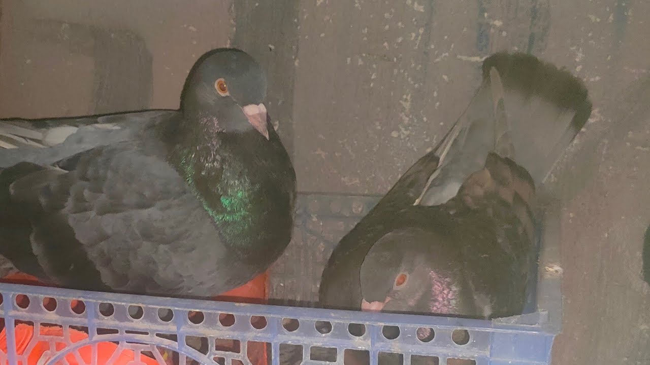 Pigeon Raiser#ព្រាបមាន់គ្រោង រកពងទៀតហើយ - YouTube