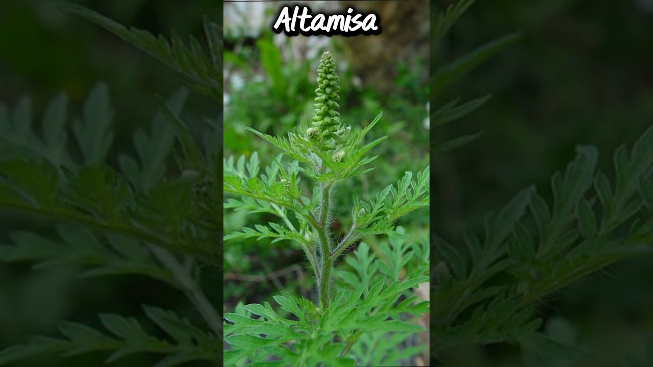 El PODER de la ALTAMISA Conocías Sus BENEFICIOS propiedades 😲😲 !!!!!! # ...