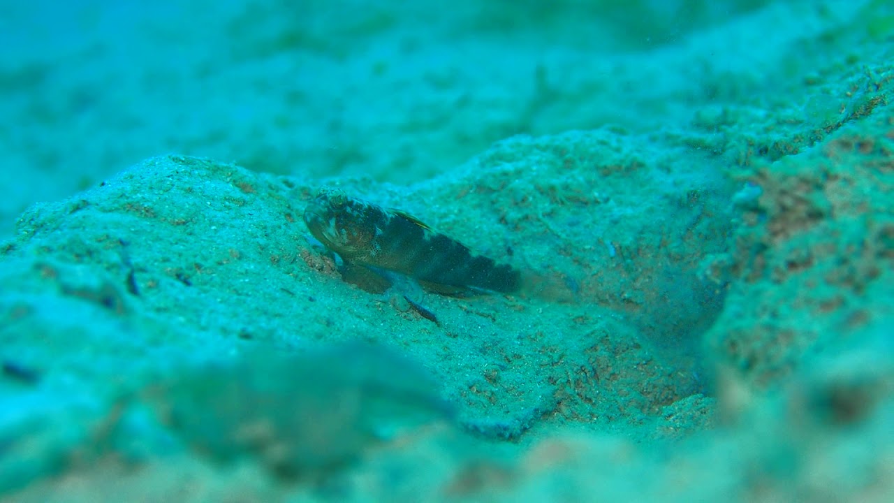 カスリハゼSmiling Goby - YouTube