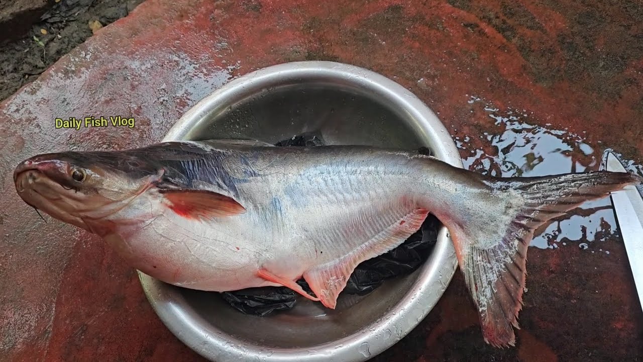 Amazing Great Delicious Pangas Fish Cutting Techniques | Fish Cutting ...