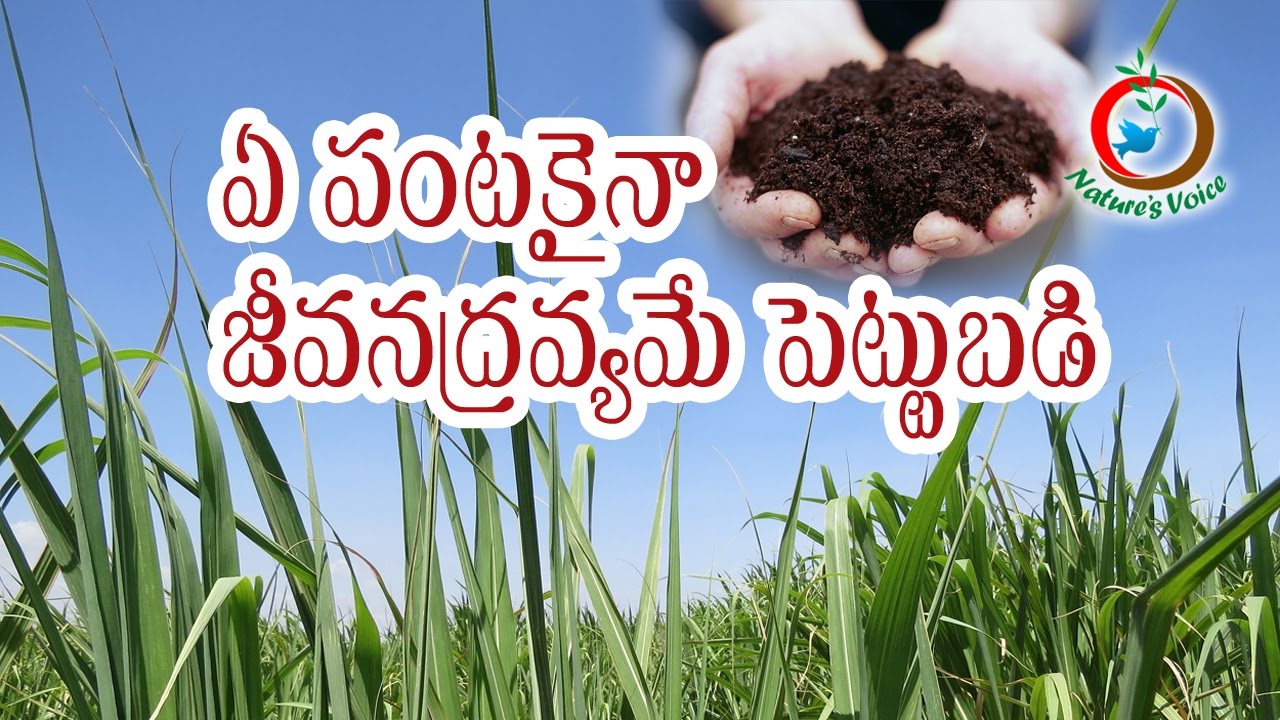 Natural Farming | The best ways to improve Humus in soil - YouTube