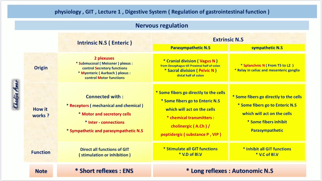 GIT - Physiology - L1 - YouTube