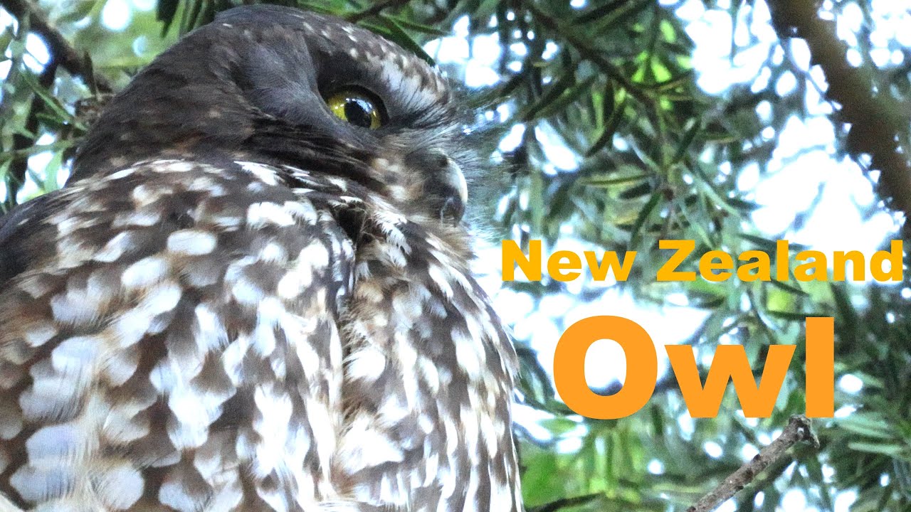 Beautiful New Zealand Owl | The Morepork or Ruru - YouTube