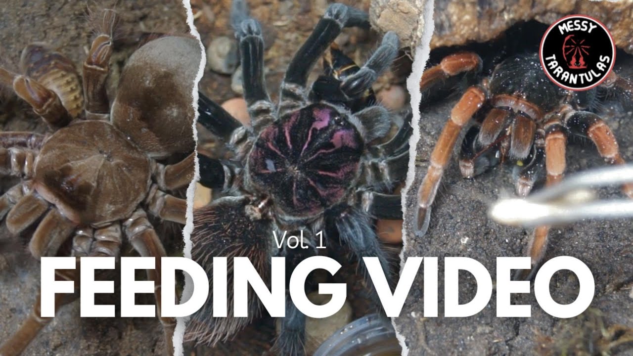 Tarantula Feeding vol. 1 - YouTube