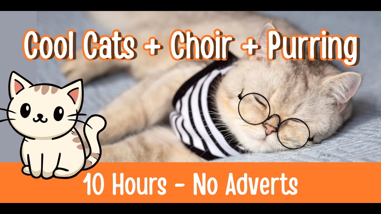 Cool Cats Choir & Purring for Cats & Kittens | Calming Cat Music ...