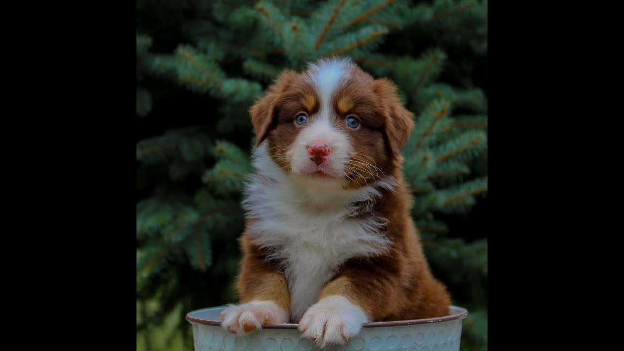 Grant the Mini Aussie - YouTube