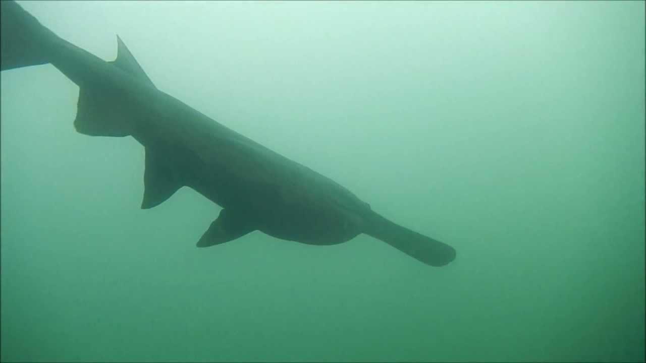 Mermet Springs Paddlefish - YouTube