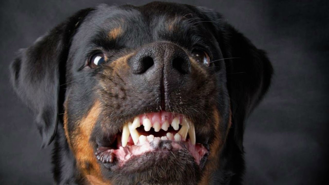 Aggressive Dog Sound Effect // SOUND EFFECT - YouTube