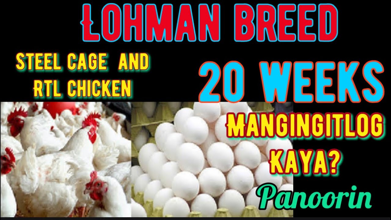 RTL LOHMAN 20 WEEKS HARVEST/HOG RAISING - YouTube
