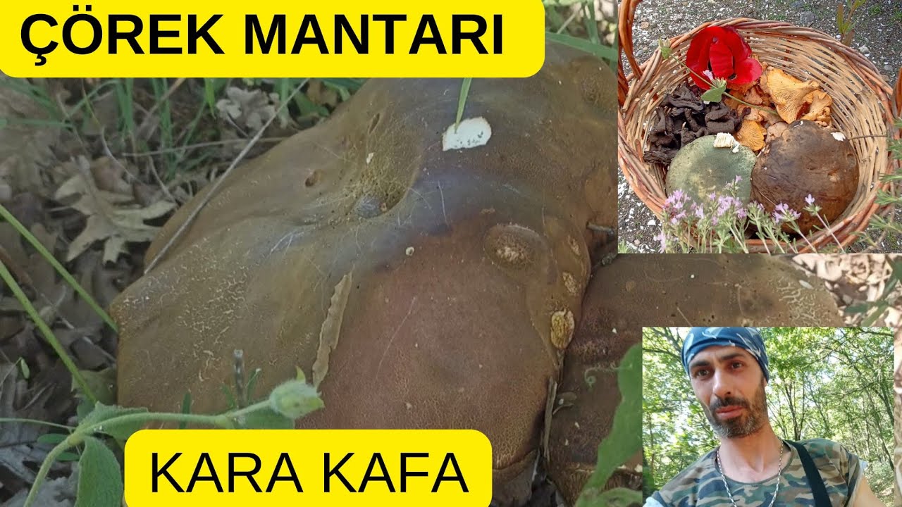 Karakafa Bolet, Bronz Çörek mantarı, Boletus aureus, Bronze bolete ...