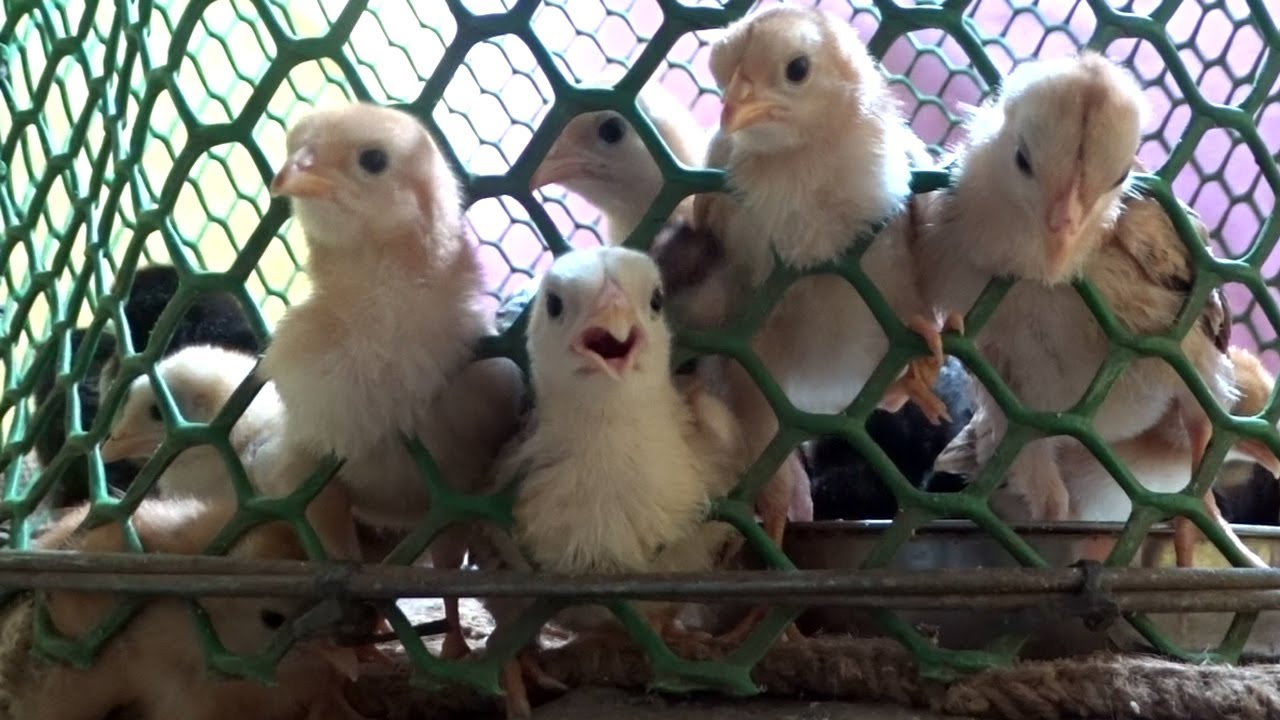 Continuous Chirping sound of Chicks - YouTube