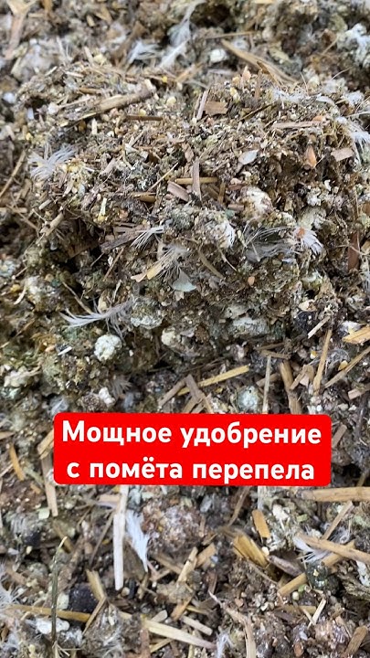 Как приготовить удобрение из перепелиного помёта удобрение