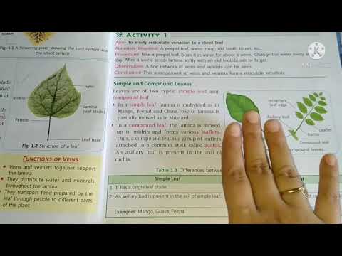Class 6 biology chapter 1 The leaf (part2) - YouTube