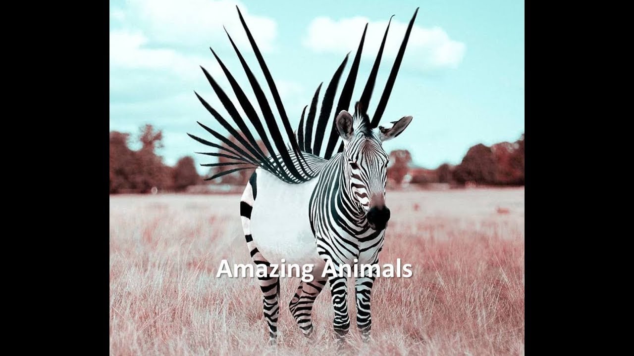 Amazing Photoshop Animals - YouTube