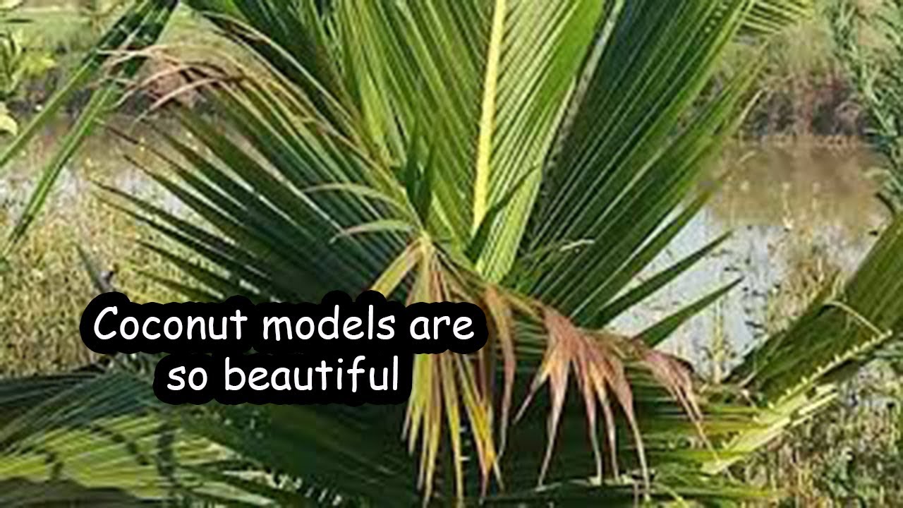 Coconut models are so beautiful - YouTube