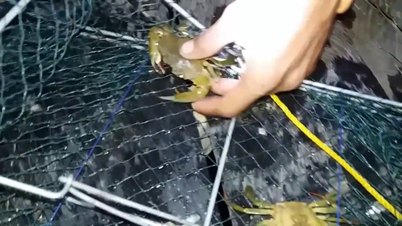 How To Immobilize The Hand Cheliped Crab With Chunks Of Crab Legs - YouTube