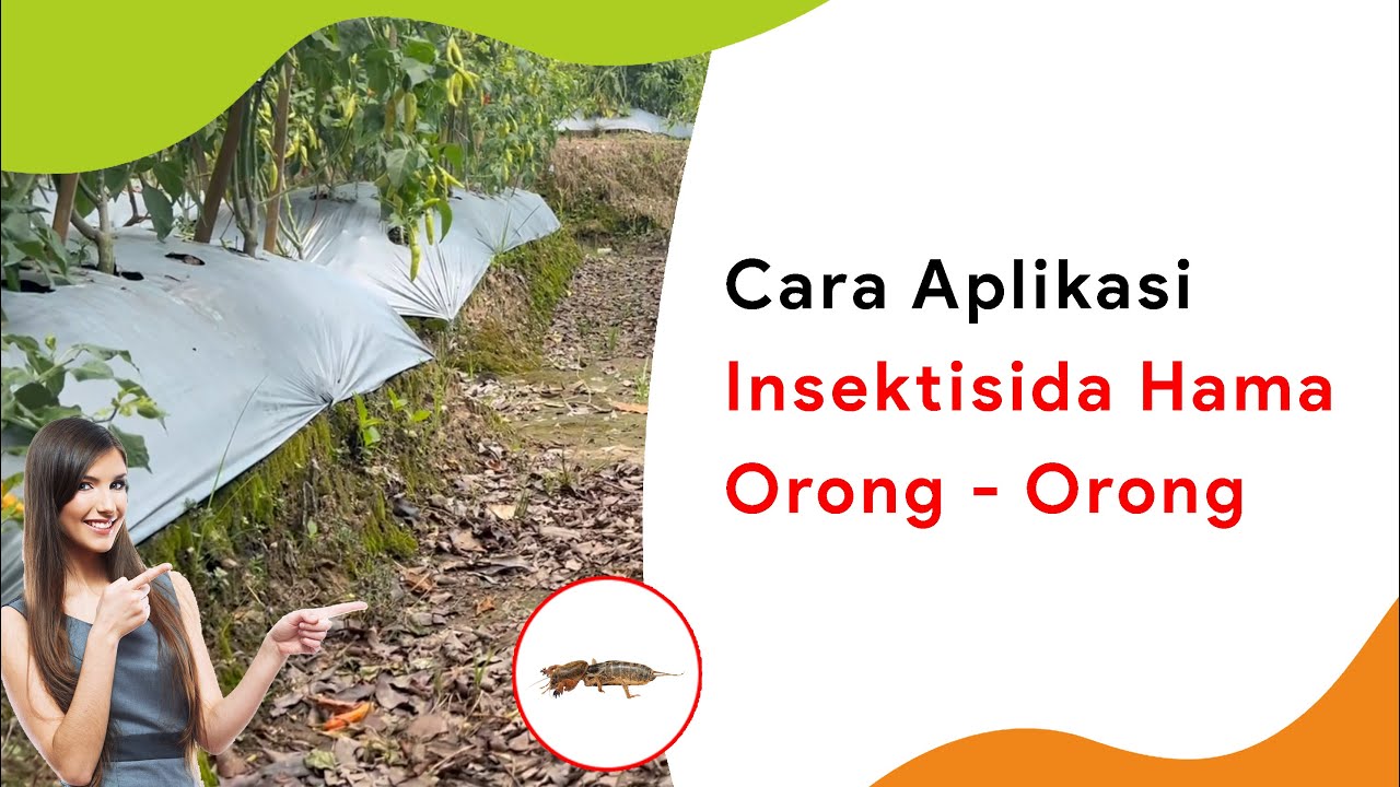 Insektisida Hama Orong Orong Dan Hama dalam Tanah, Perhatikan Cara ...