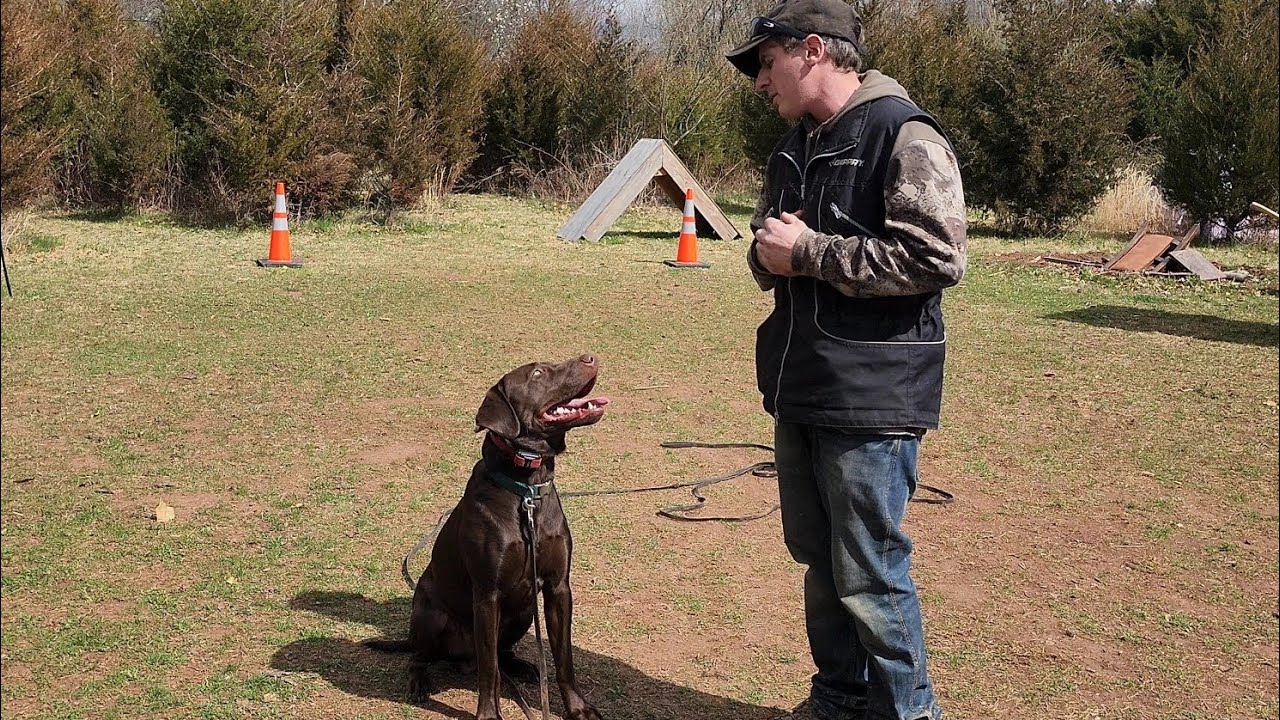 Chocolate Labrador Retriever 'Timber's' 2nd Day at Board and Train ...