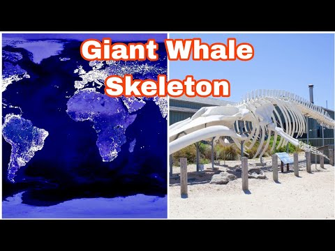 Giant Whale Skeleton found on Google Earth #whale #skeleton # ...