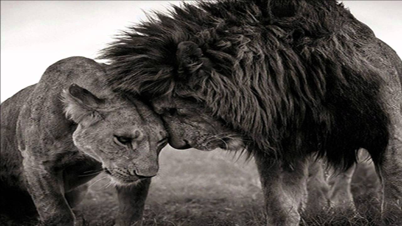 Sade - Your Love Is King - A=432hz - YouTube