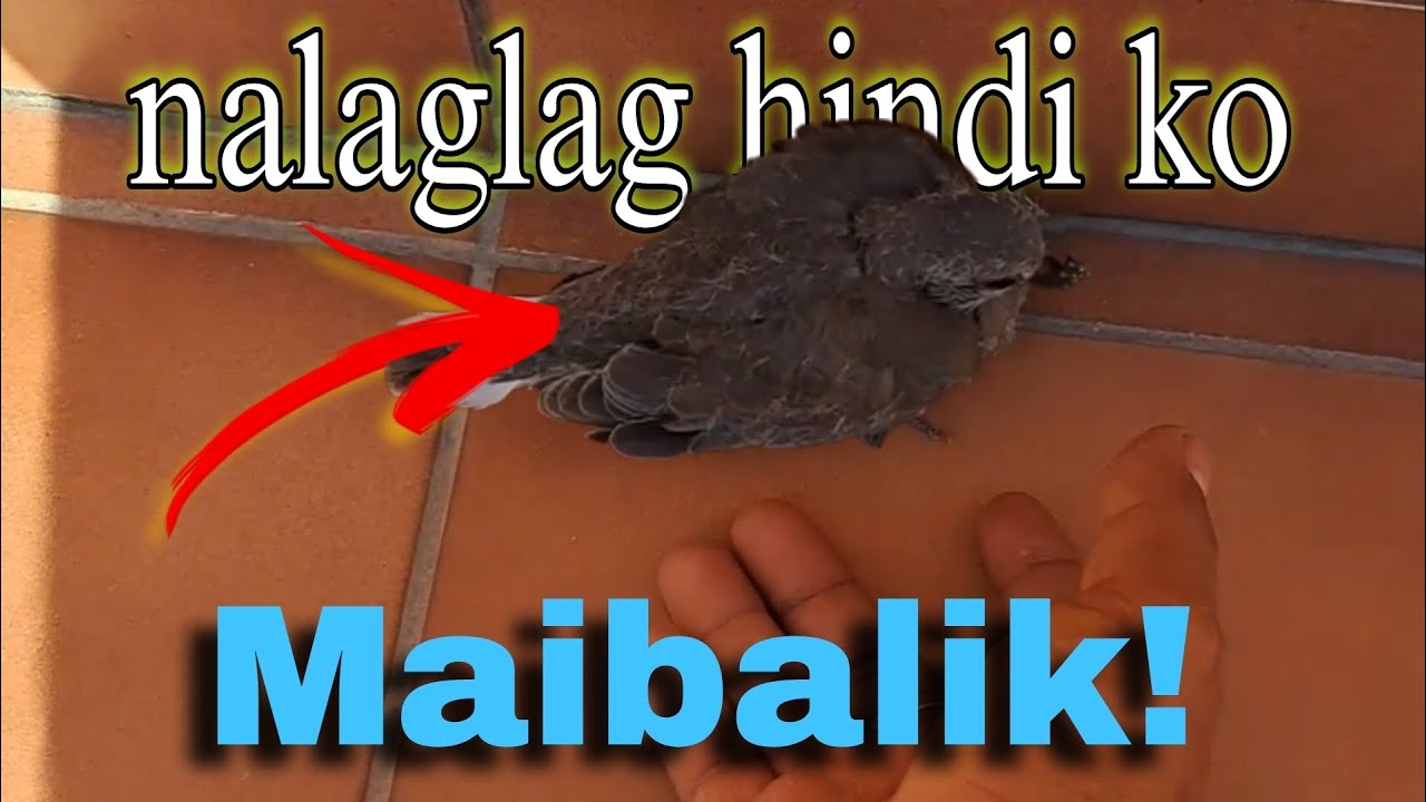 NALAGLAG YUNG IBON SA PUGAD!RESPONSIBILIDAD! - YouTube